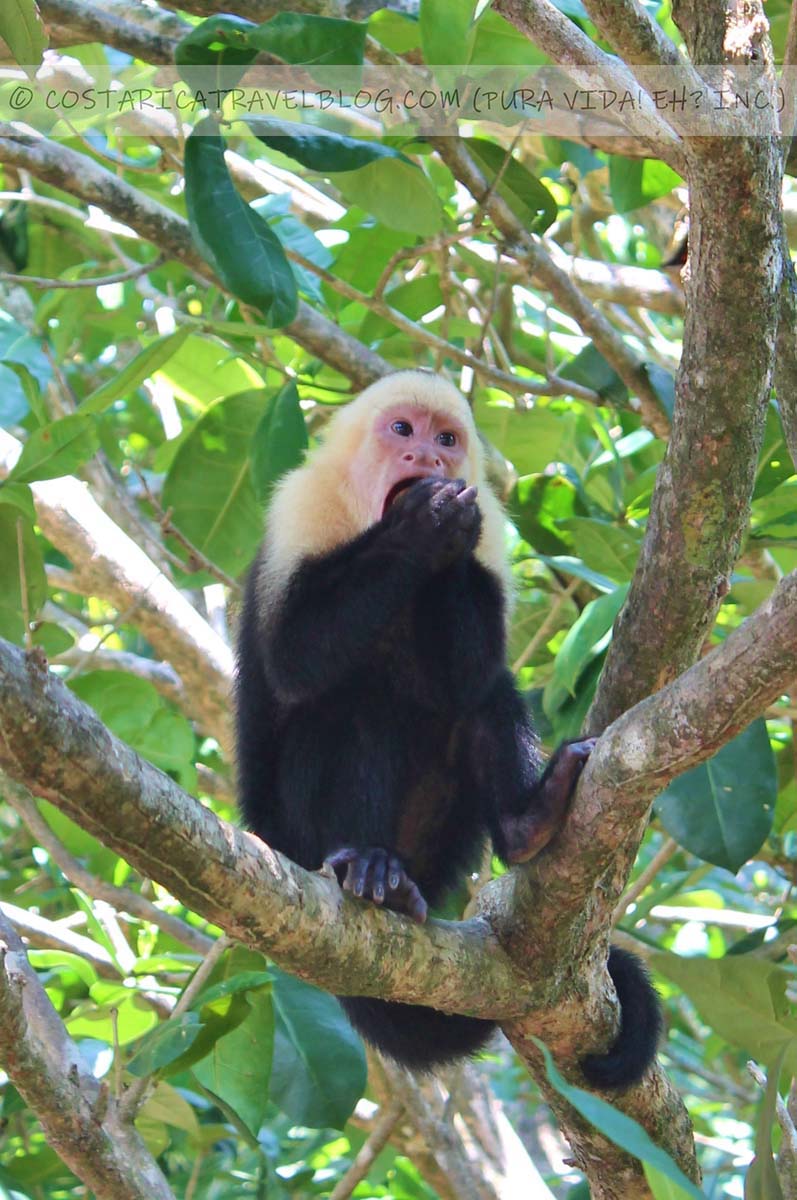 Best Place To See Capuchin Monkeys – DIY Costa Rica