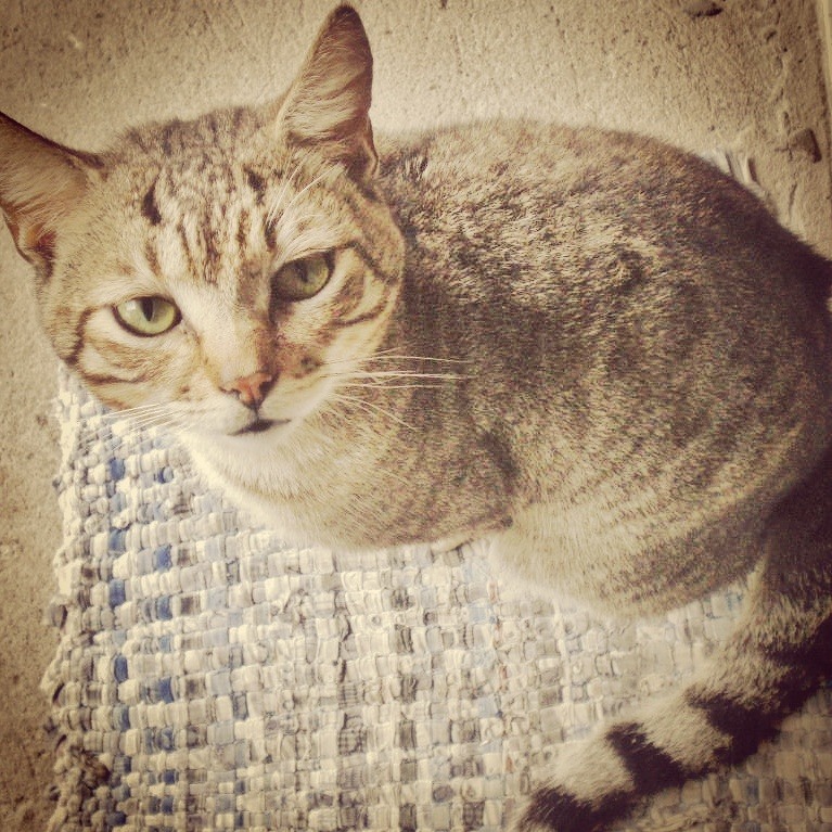 diycostarica-cat – DIY Costa Rica