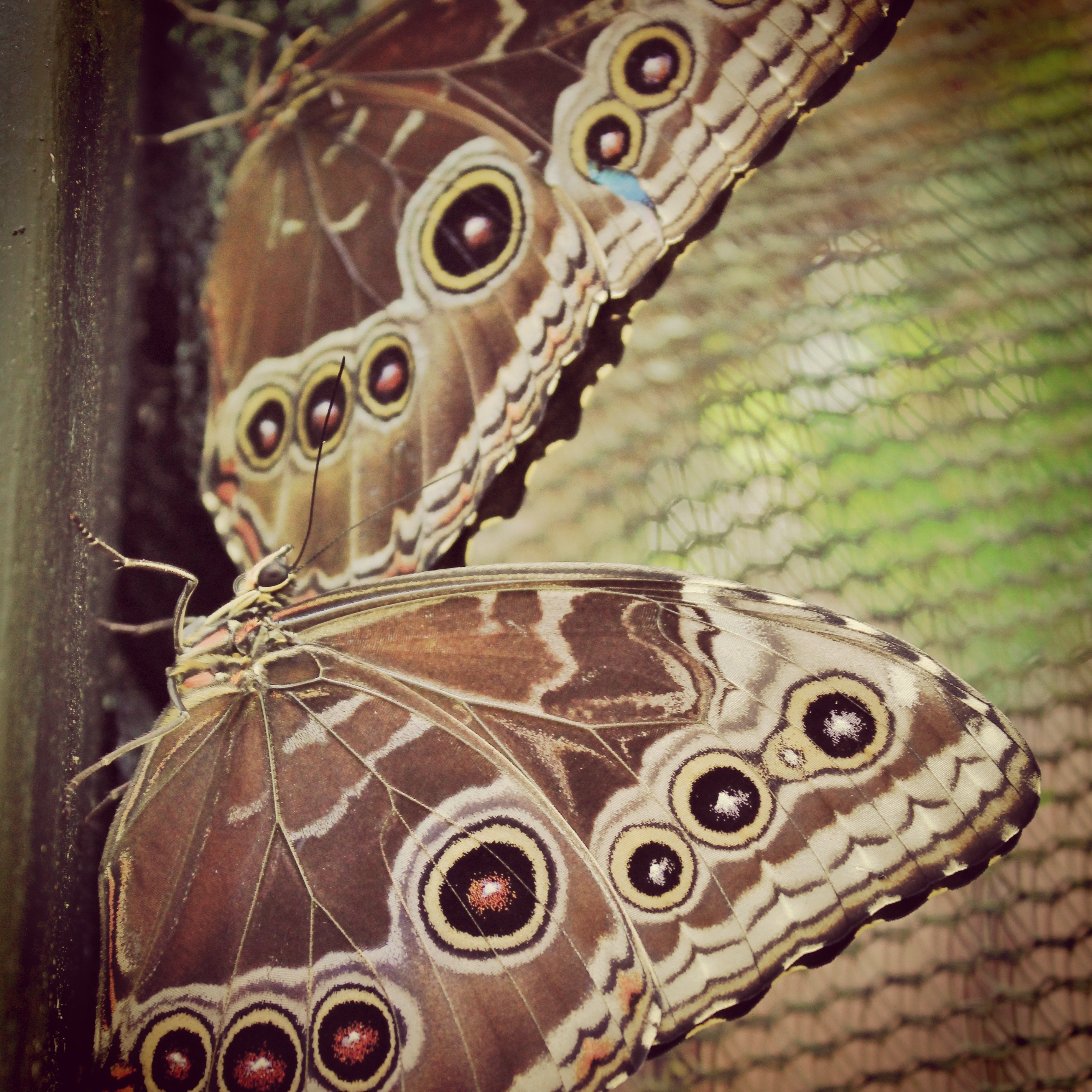diycostarica-two-morphos – DIY Costa Rica